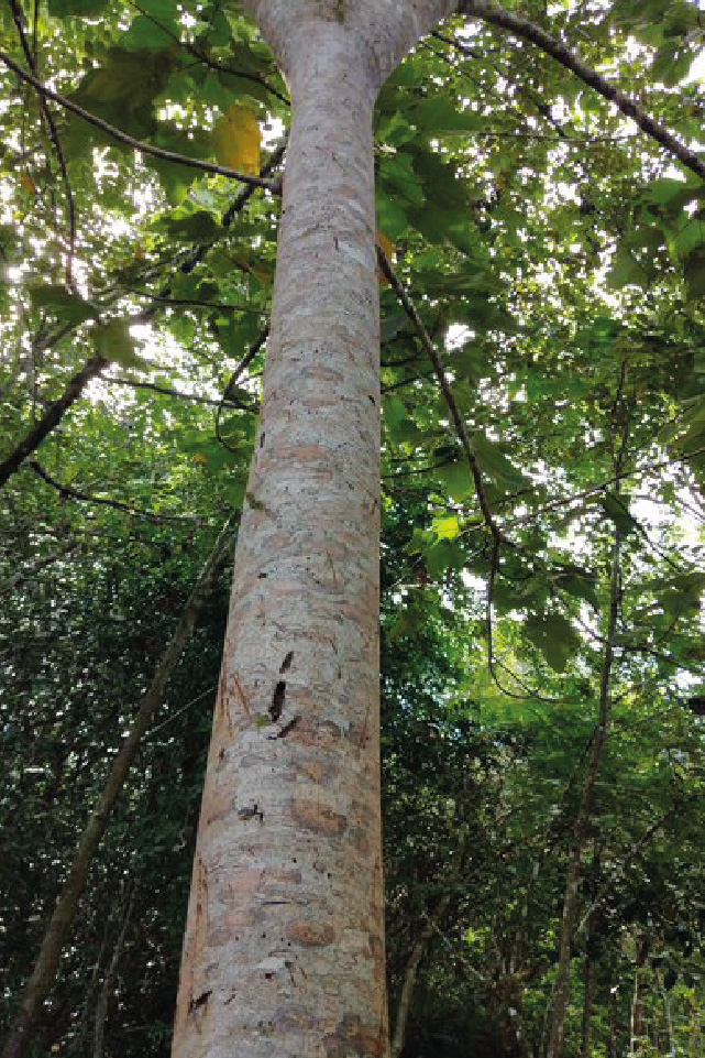 Balso - Clean Planet